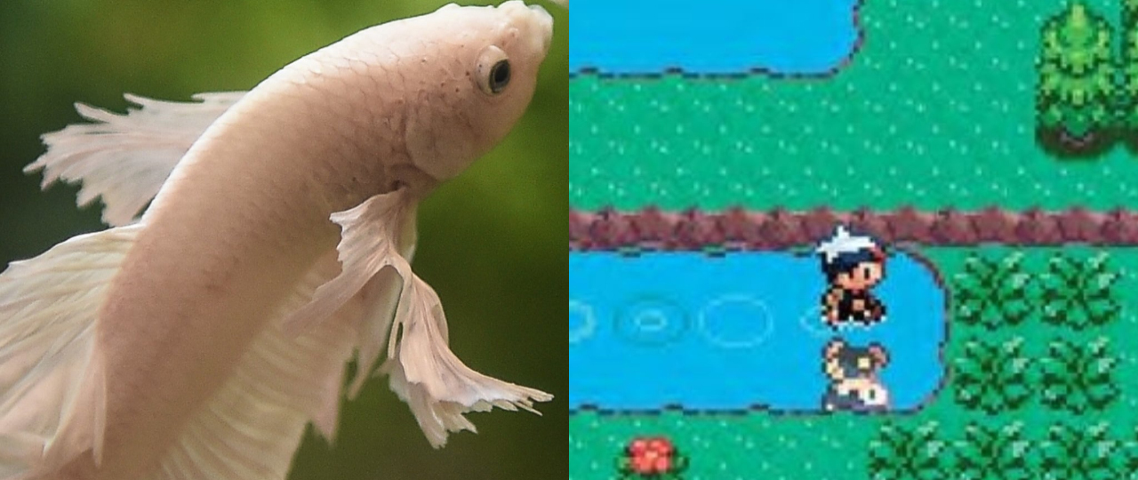 Pokémon: Un pez descubre error en Zafiro - Power Gaming Network